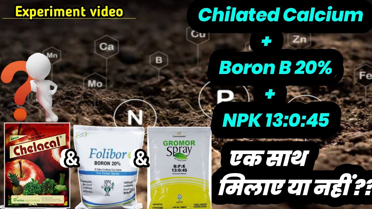 Chelated Calcium + Boron B20% + NPK - 13:0:45 | Experiment Video ...