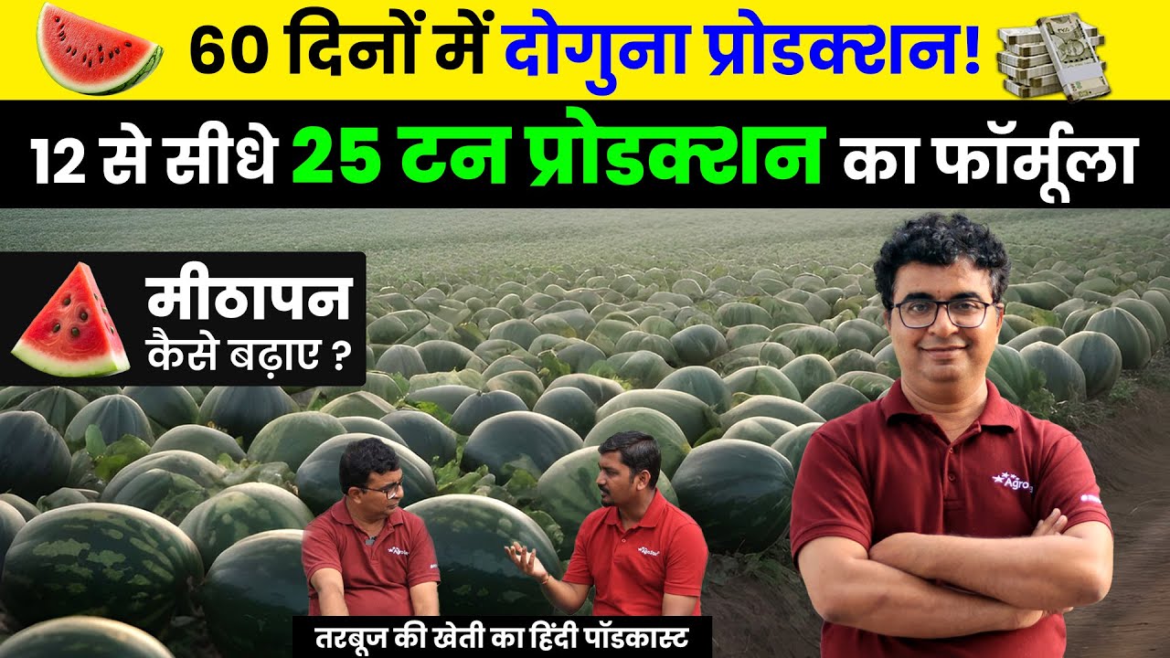 Tarbuj ki kheti 🍉 | तरबूज की खेती कैसे करें | 25 टन की क्षमता | tarbuj ...