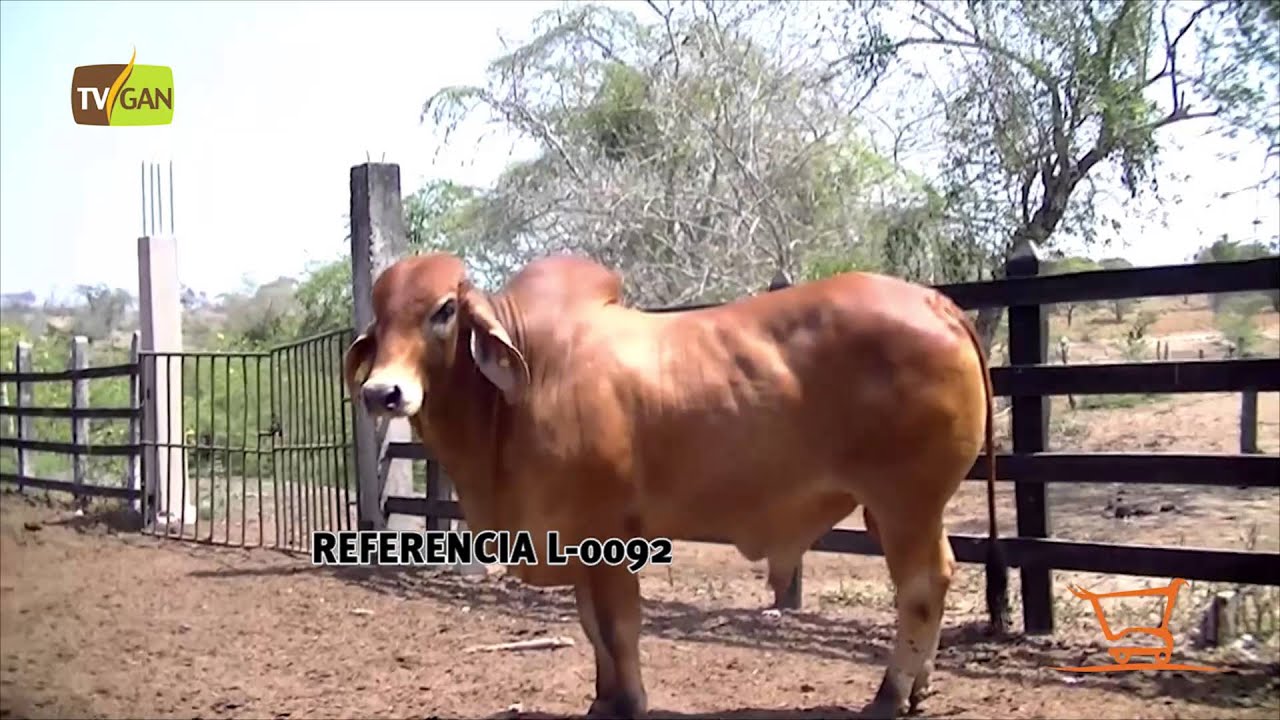 2016: TORETE COMERCIAL PARA LA REPRODUCCIÓN, PESO PROM/ANIMAL 508 KG ...