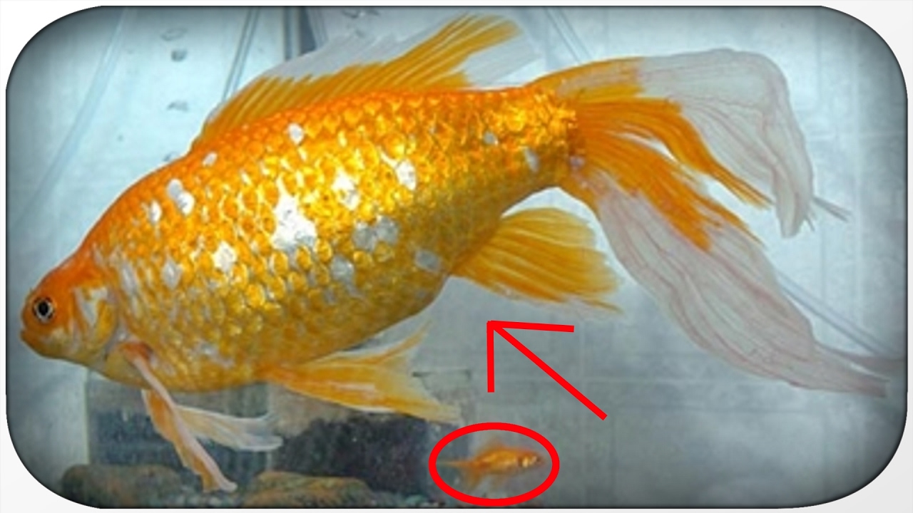 A Goldfish Scarier Than Jaws! (Cannibalism) - YouTube