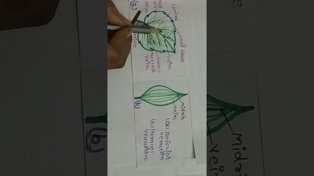 Leaf Venation. - YouTube