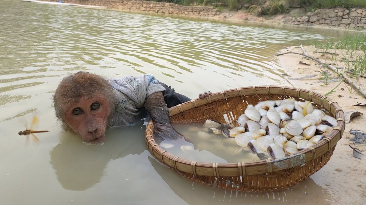 Amazing KuKU personally catches mussels - YouTube