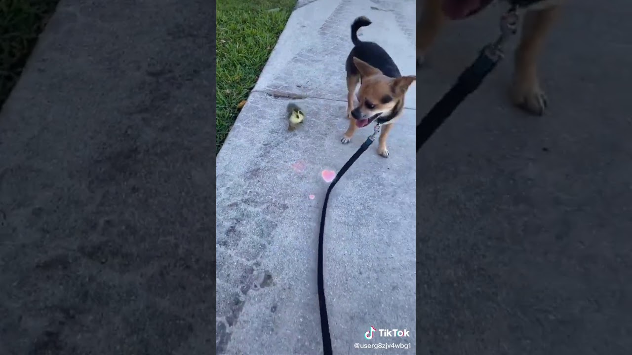 Duck vs dog - YouTube