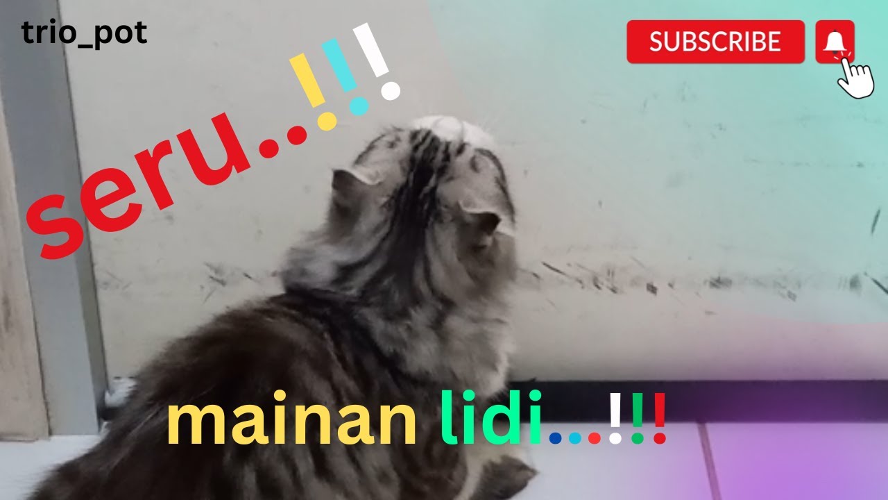 kucing mainan lidi.kucing main lidi.kucing bermain lidi.piara kucing ...