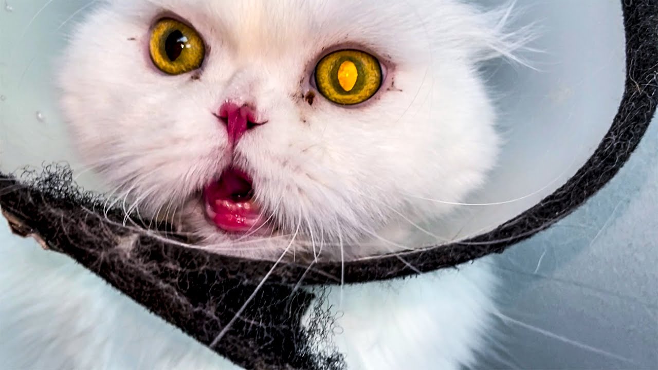 How to deal with angry and ferocious cat ?! Chapter 2 - YouTube