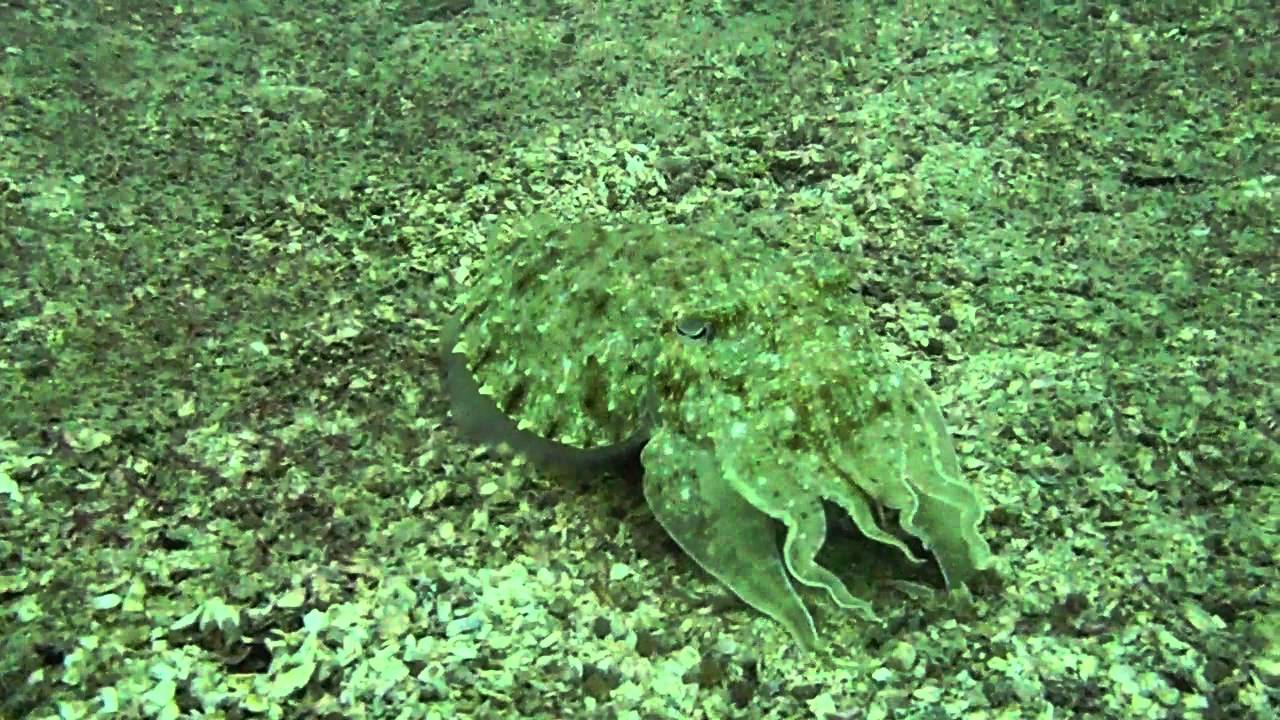 Cuttlefish hiding - YouTube