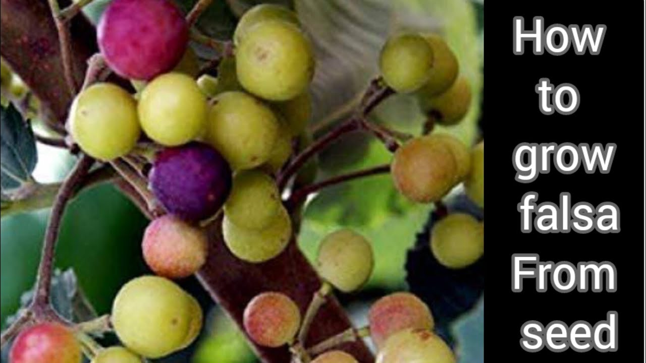 How to grow falsa plant at home/Grewia Asiatica plant/fruit plant ...