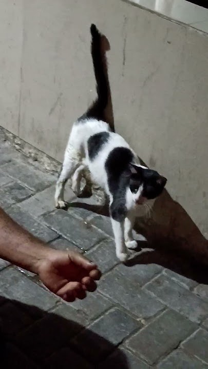 Pussy Need Attention Youtube