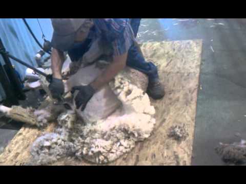 Sheep wool getting cut off - YouTube