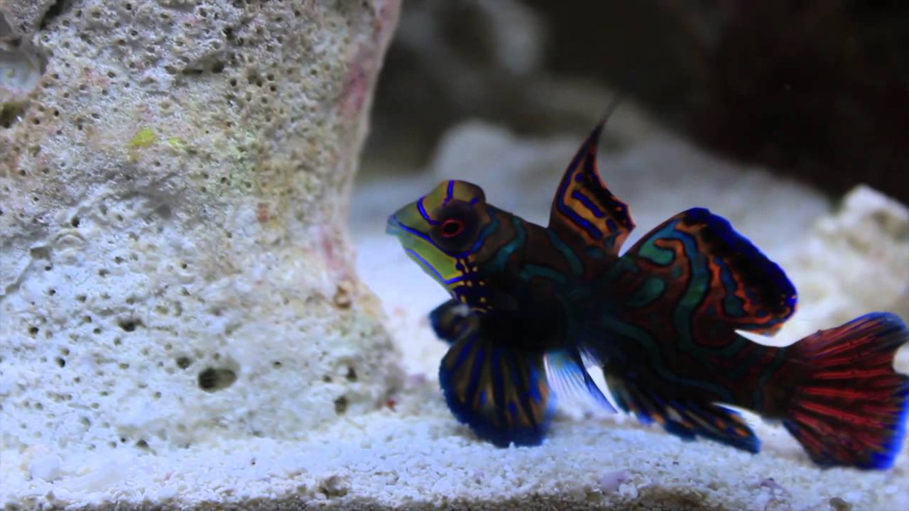 Species Spotlight Season 2 - Mandarin 101 (The Blue Mandarin) - Episode ...