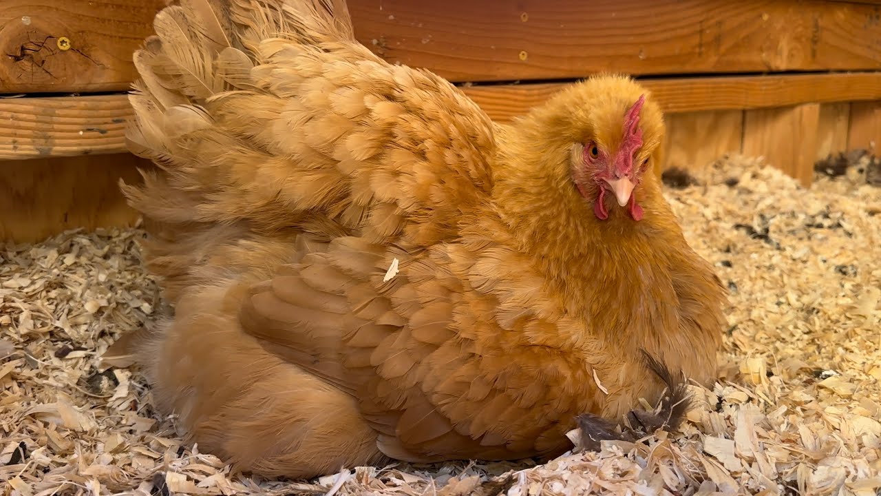 Broody Buff Orpington and Australorp Being Grumpy - YouTube
