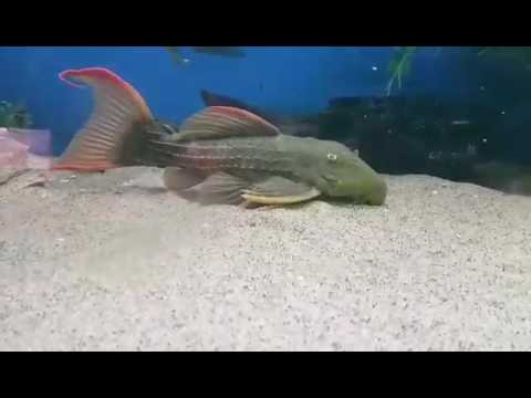 L024 red fin cactus - YouTube