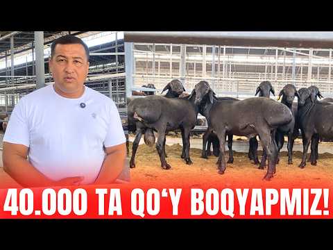 QO'Y BOQISH SIRLARI, KASALLIKLARINI DAVOLASH, QO'YXONA QURISH, QO'Y SEMIRTIRISH 2026
