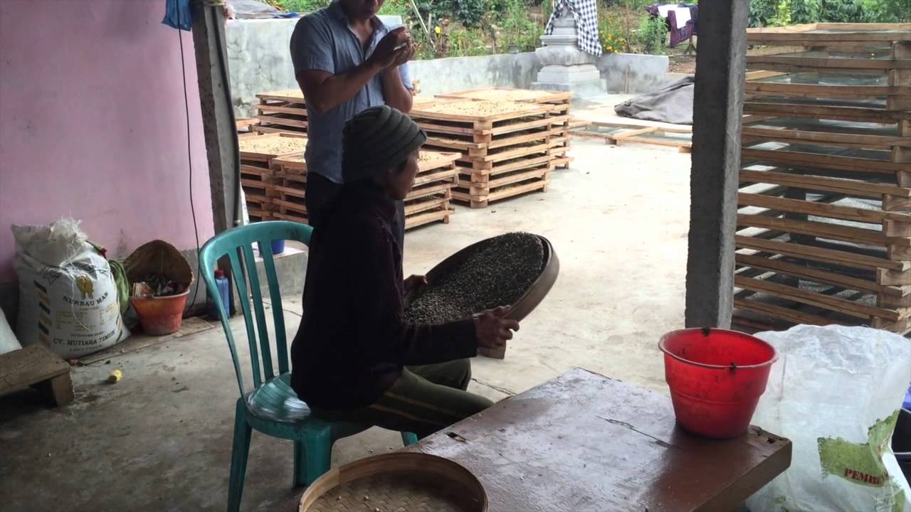 Coffee Winnowing in Bali - YouTube