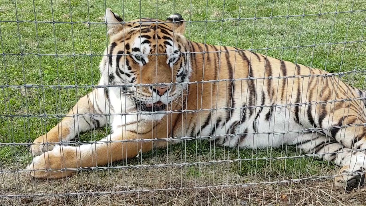 Tiger at Lincolnshire Wildlife Park - YouTube