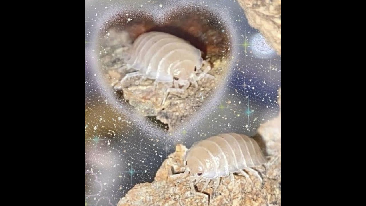 Real Isopod hours - YouTube