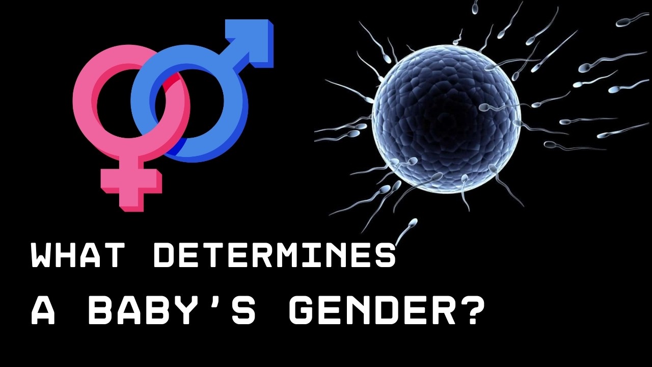 What Determines a Baby's Gender? Unraveling the Science of Sex ...