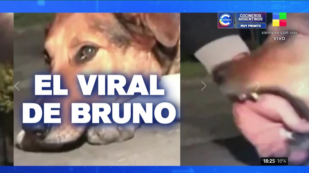 🔵 LANÚS: buscan hogar para el perro BRUNO - YouTube