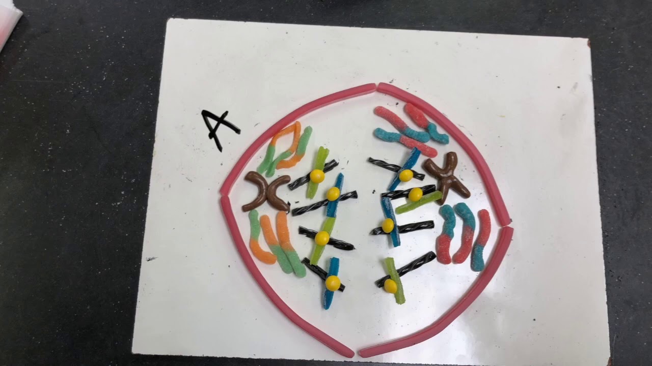 Cell Cycle Stop Animation (Section E) - YouTube