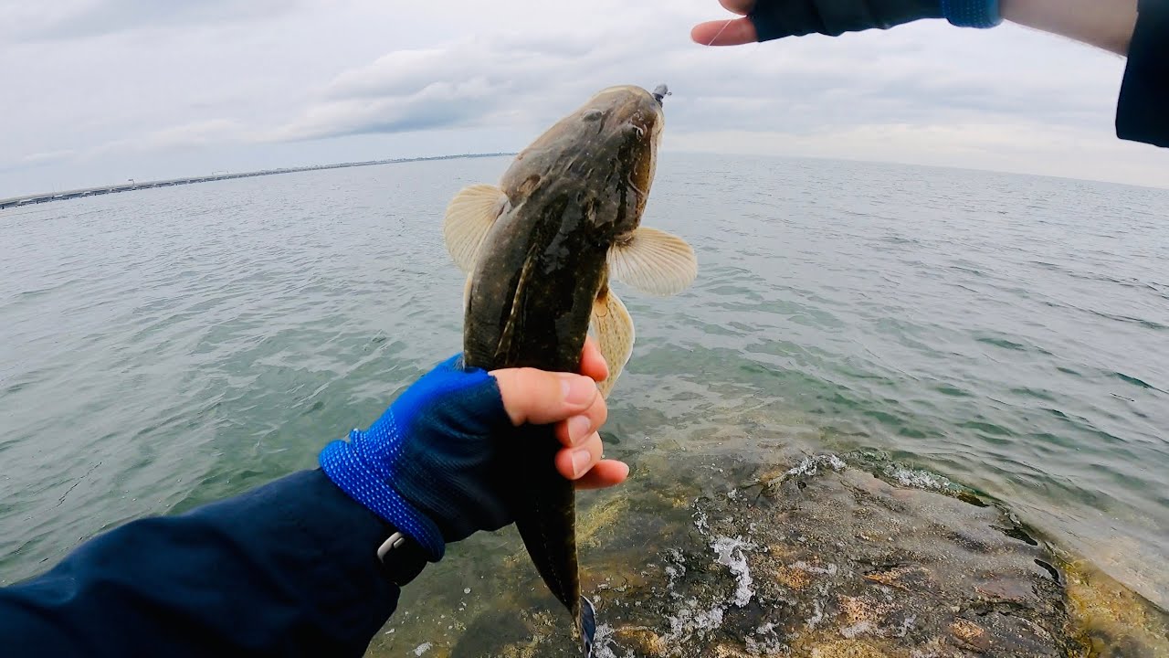 Brisbane Estuary Fishing - a few fish on lures! - YouTube