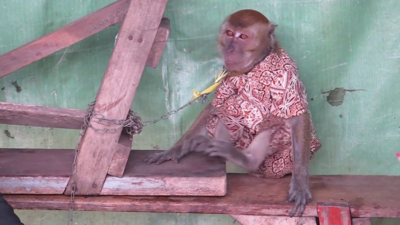 Bejo the monkey chained by the neck in Jakarta - YouTube