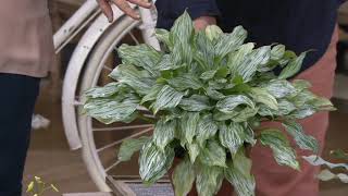 Barbara King 3-Piece White Feather Hosta on QVC