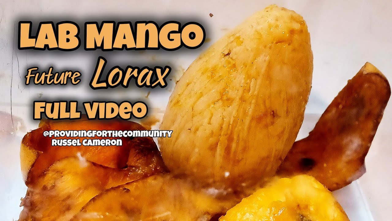 lab Mango future Lorax. - YouTube