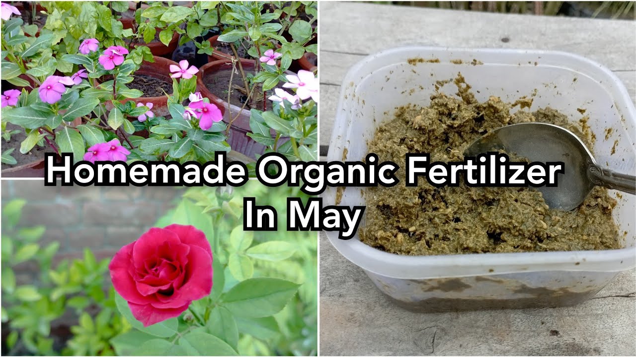 Homemade Organic Fertilizer for plants / Easy & free fertilizer ...