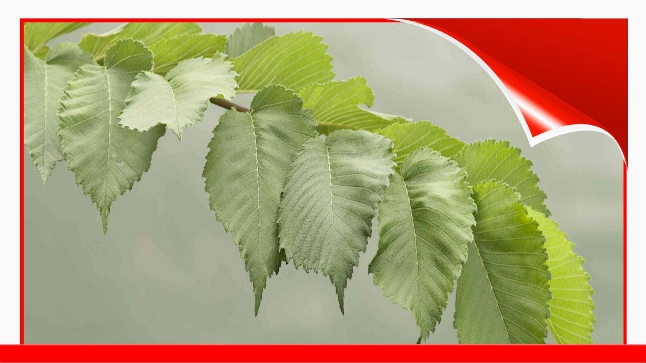 10 Elm Species You Should Know About 🛋️ - YouTube