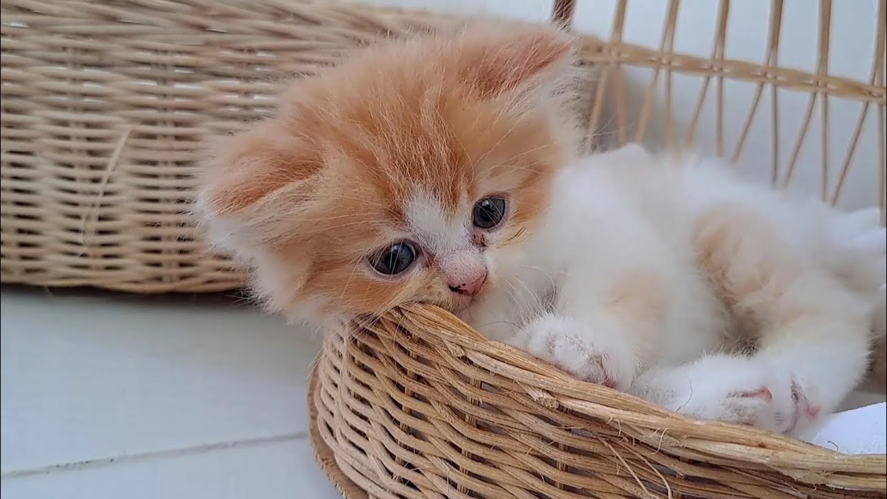 Kitten Bobo is so cute that i couldn't resist toucing him | day 48 ...