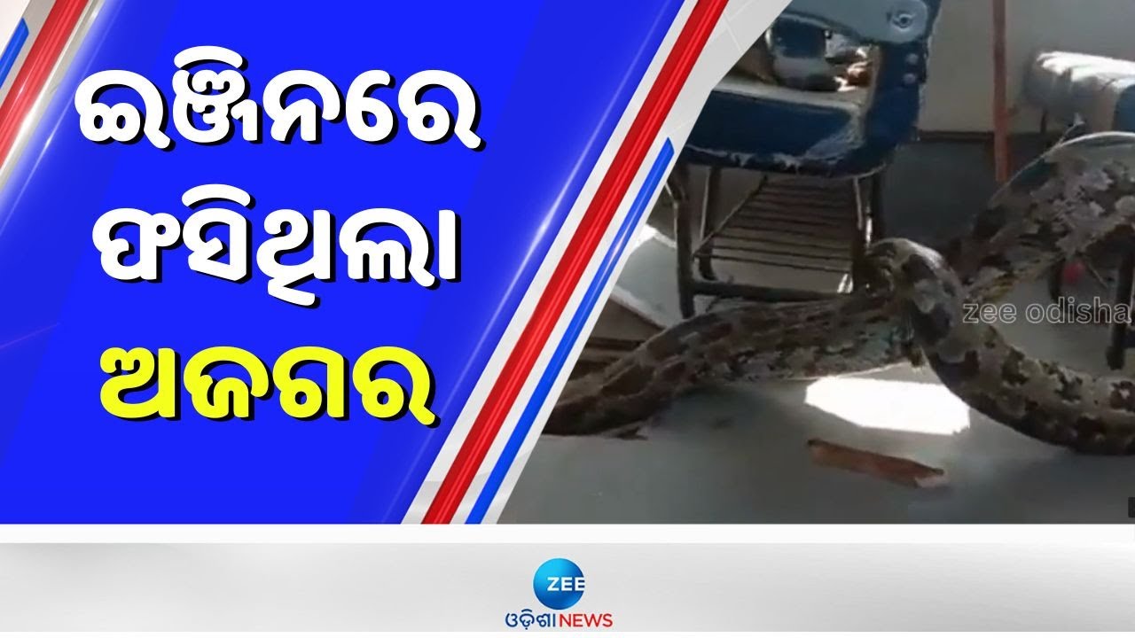 Python Rescued From School Bus। ସ୍କୁଲ ବସର ଇଞ୍ଜିନ ଭିତରେ ଫସିଥିଲା ବିଶାଳକାୟ ...