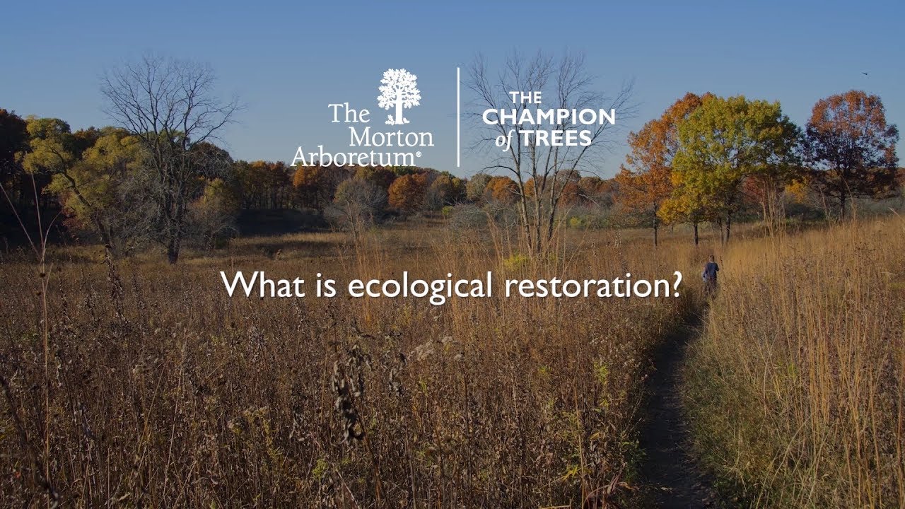 What is ecological restoration? - YouTube