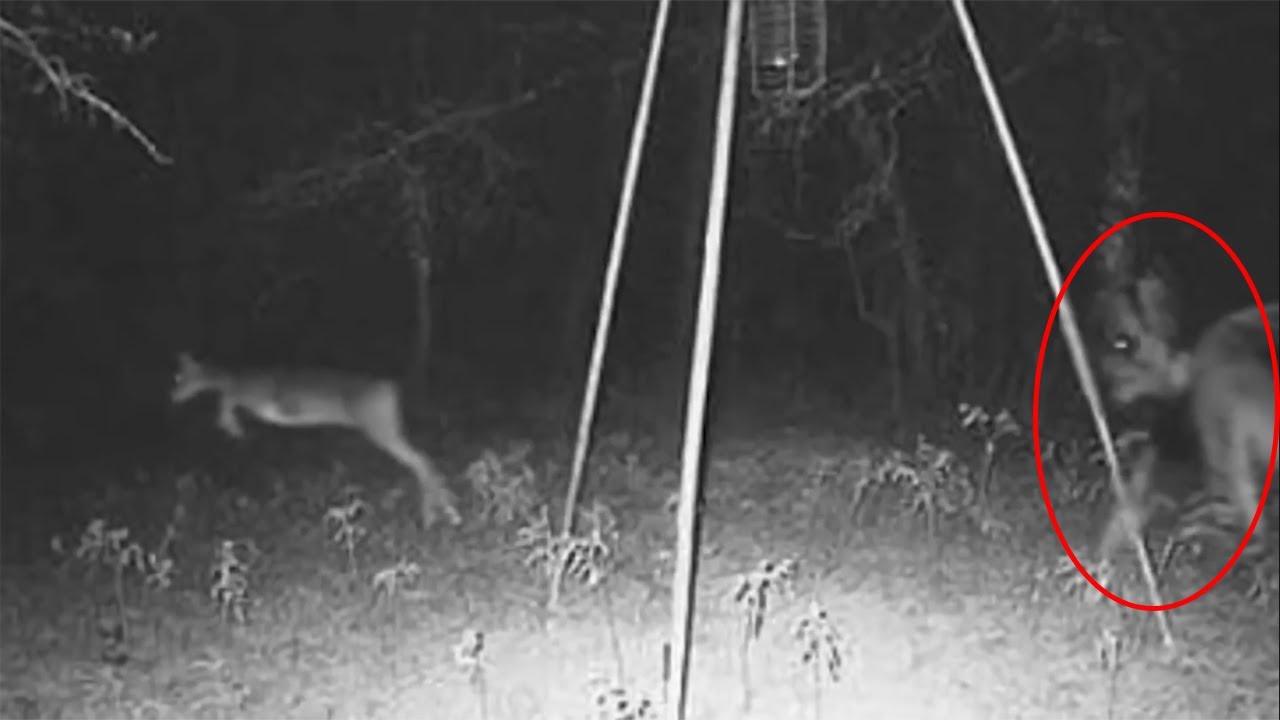 Trail Cam Captures What No One Was Supposed To See part 12 - YouTube