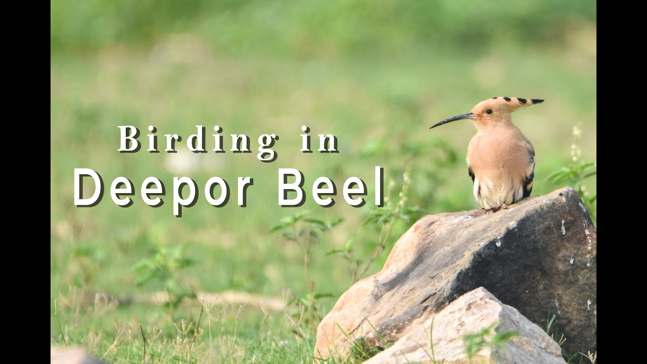 Birding in Deepor Beel || Short Beginner's Guide In Birding - YouTube