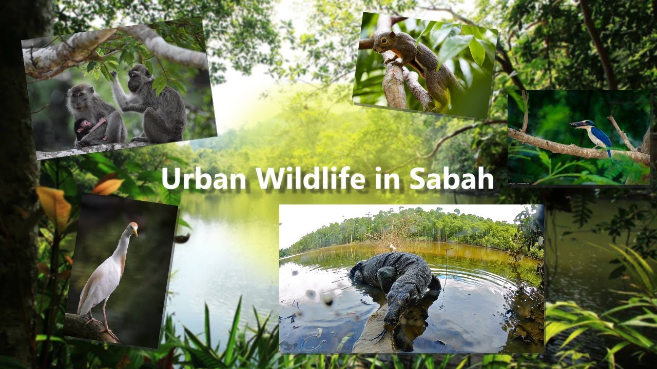 Urban Wildlife of Sabah [-Malay SUB] - YouTube