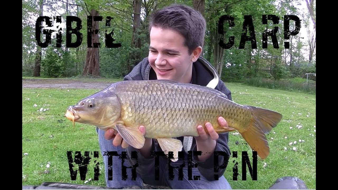 gibel, carp fishing. with the pin/ Giebel, Karper vissen met de pen ...