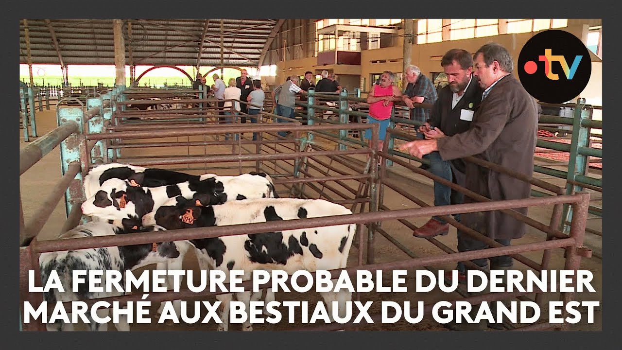 Le dernier marché aux bestiaux du Grand Est risque de fermer ses portes ...