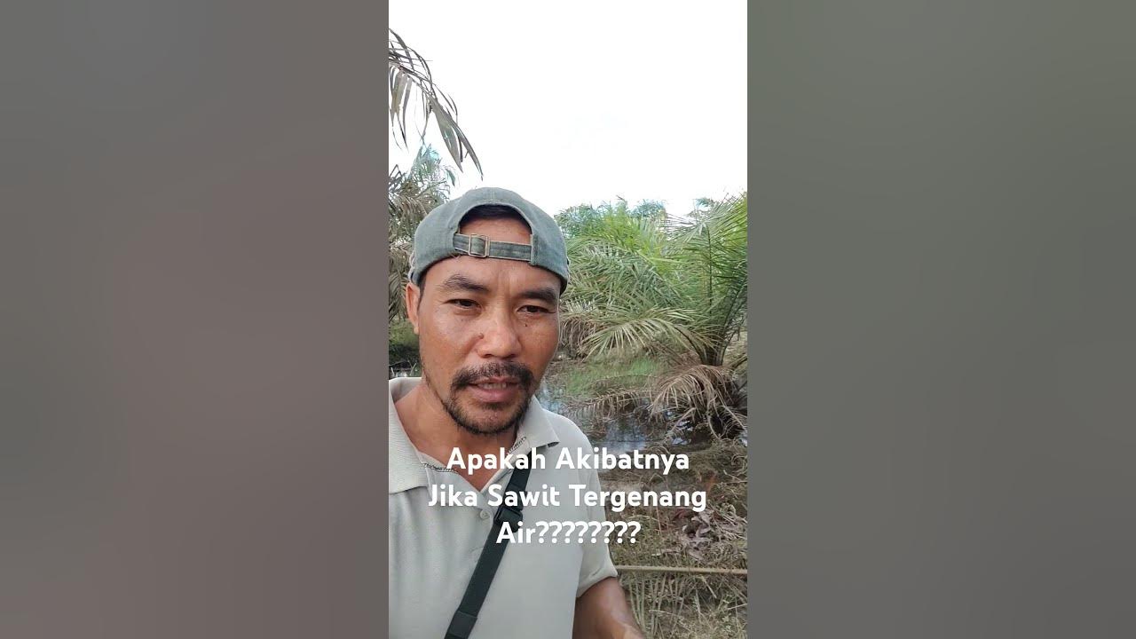 Apakah Akibatnya Jika Sawit Tergenang Air #petanisawittapibelumjago #tandanberduri #kebunsawit ...