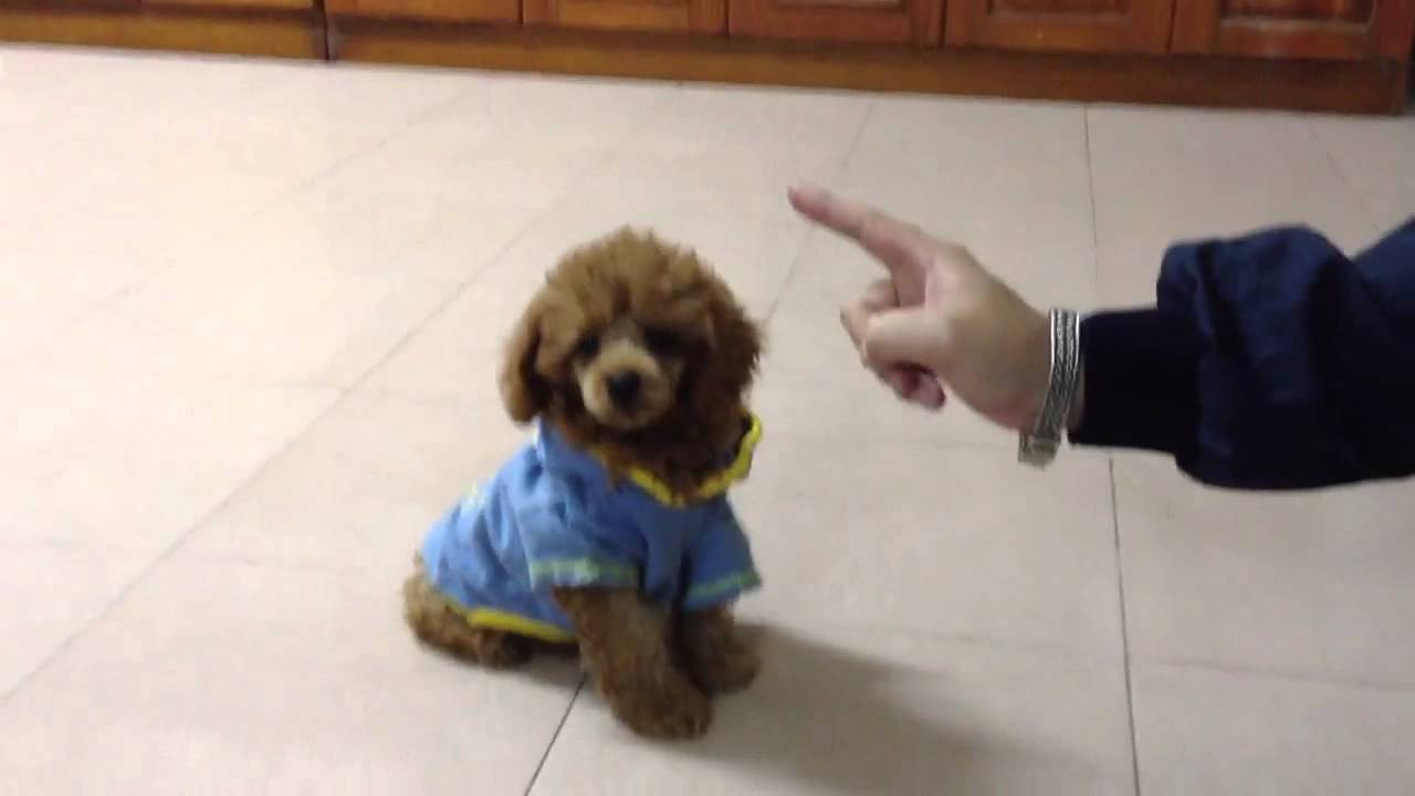Toy Poodle Training. Chibi 2 months old doing tricks. - YouTube