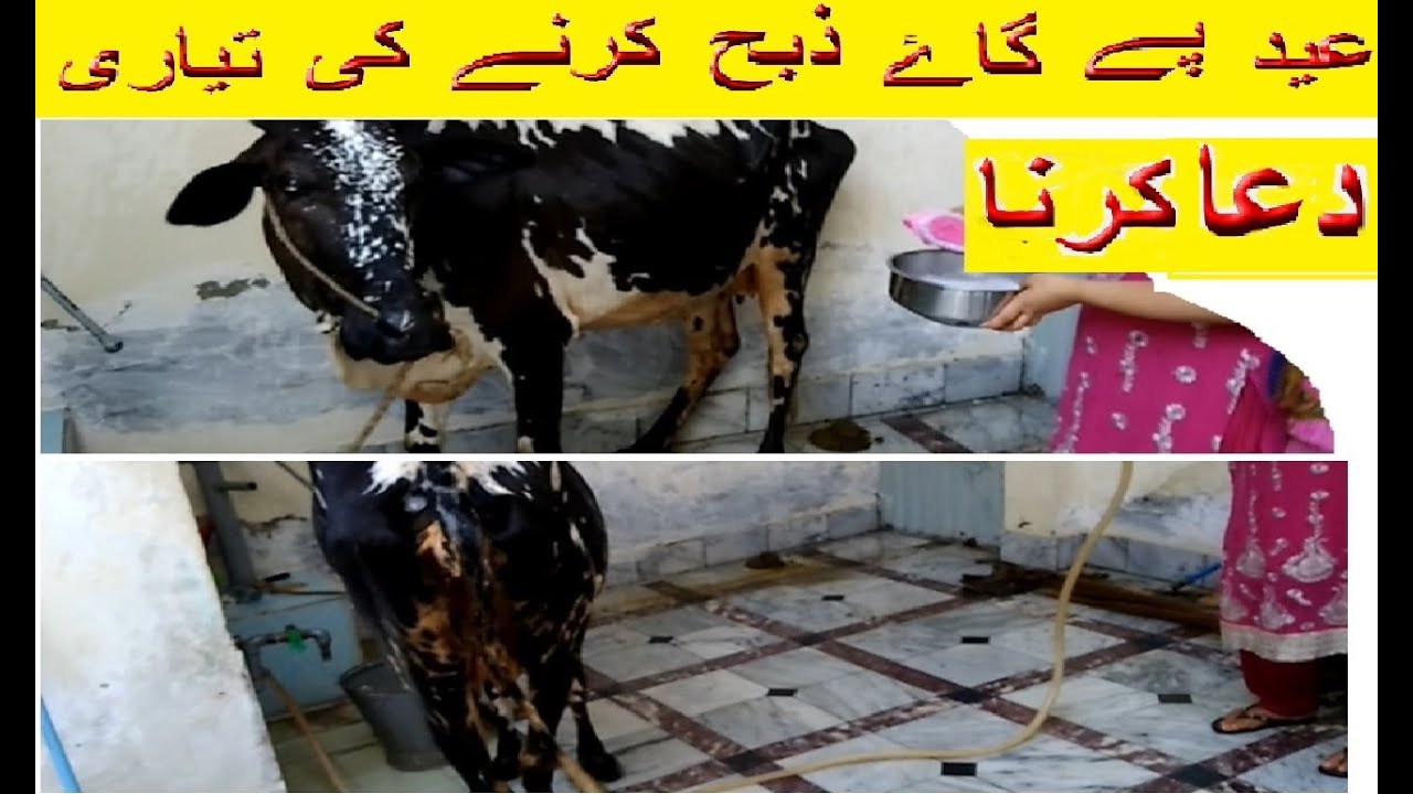 Cow Butcher by lady || Cow Slaughter by girl - YouTube