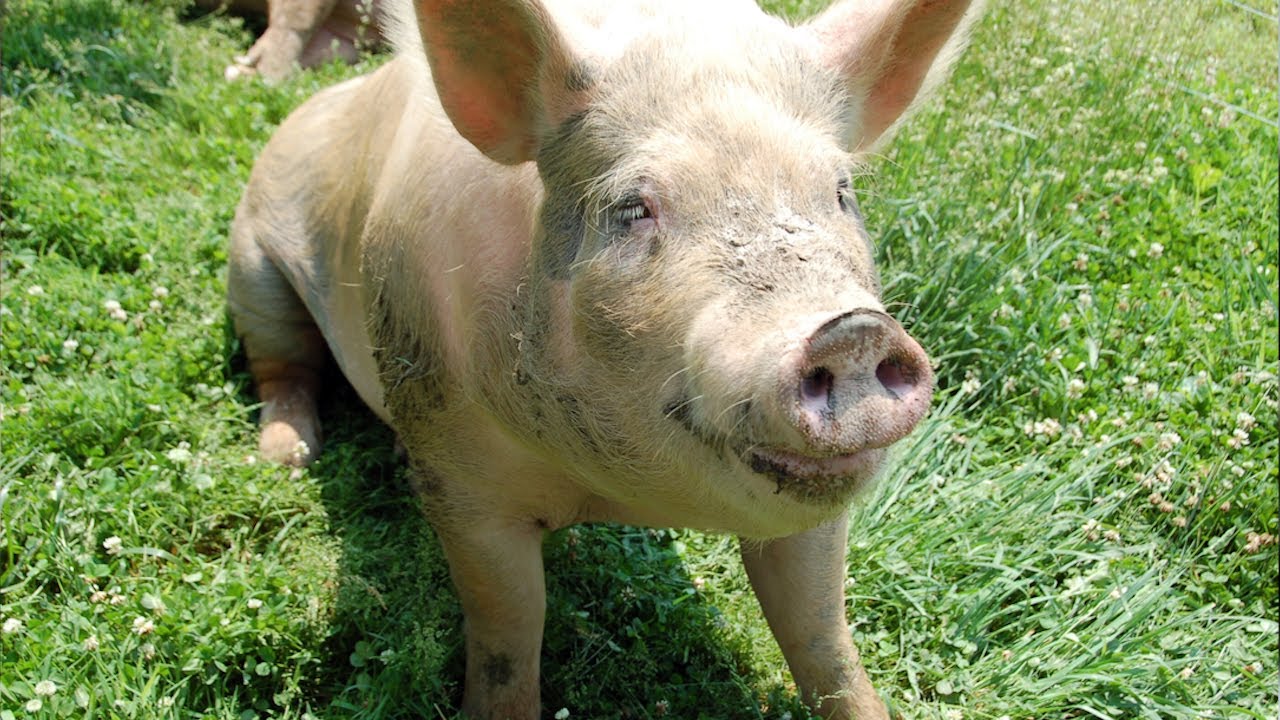 Podcast: The lives of farm animals and how you can help - YouTube