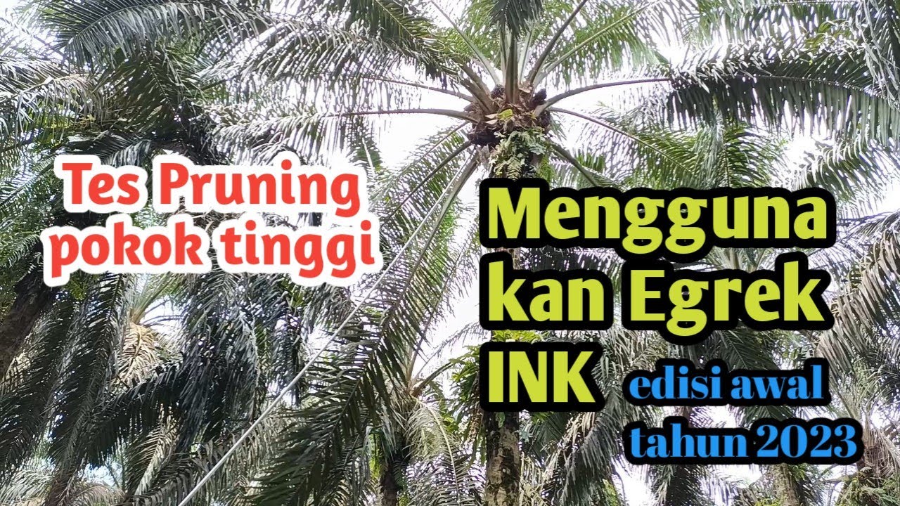 Egrek INK // Tes Pruning pokok tinggi - YouTube