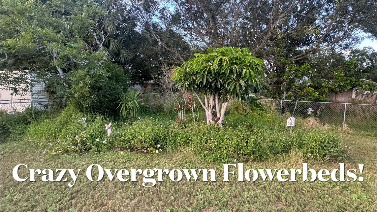 Very OVERGROWN flower bed weed REMOVAL (Part 1) - YouTube