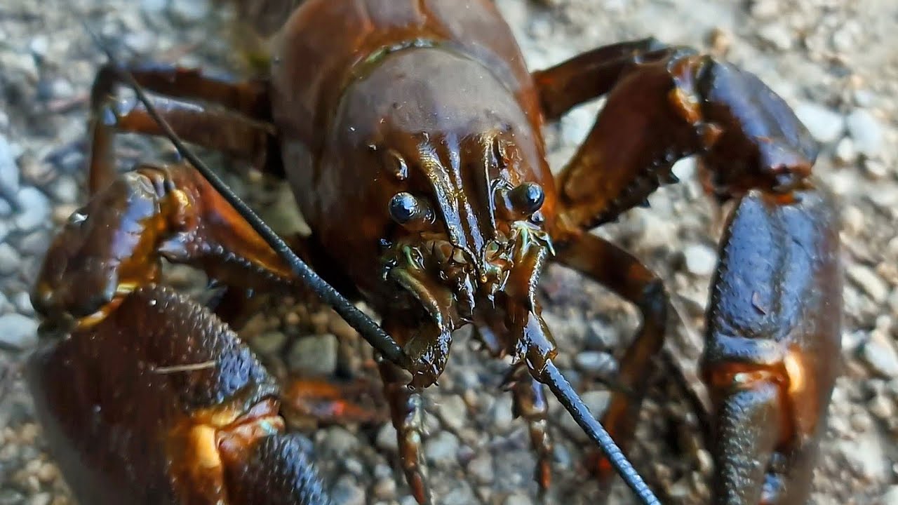 American Crayfish walking on the footpath - YouTube