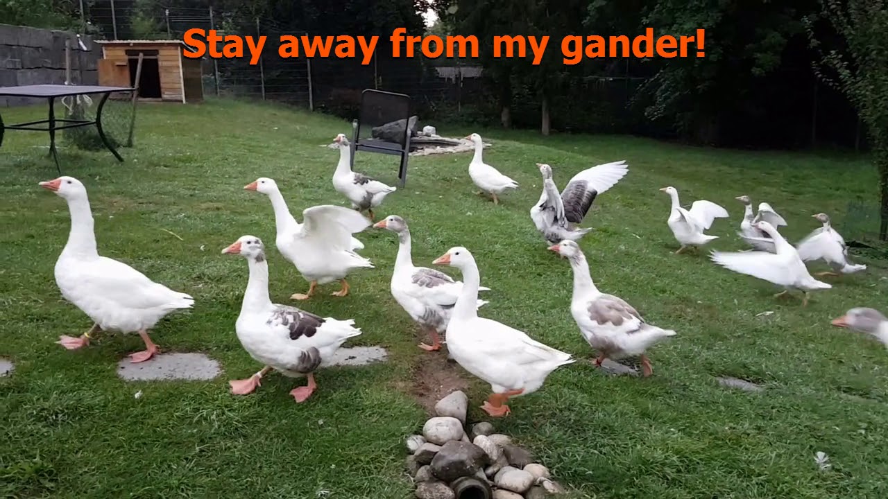 Geese mate for life? Not so much... - YouTube