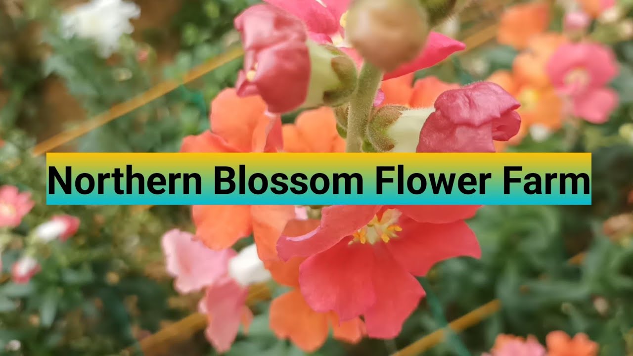 Northern Blossom Flower Farm Tour | Vlog #9 - YouTube
