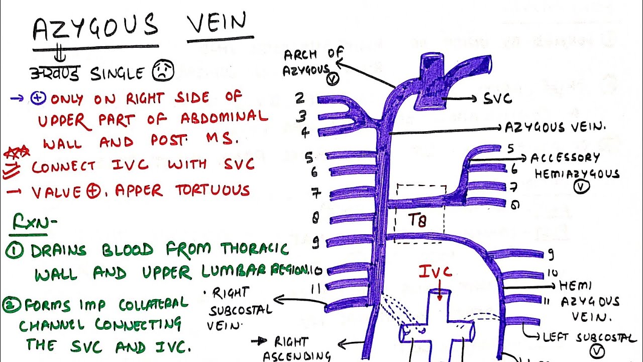 AZYGOUS VEINS | ORIGIN AND TRIBUTARIES WITH SHORT TRICKS | THORAX ...
