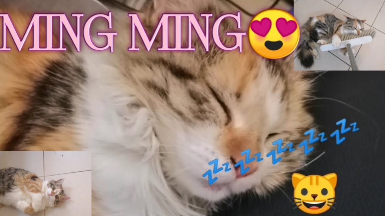 How ming ming(our visitor cat)spend her QUARANTINE days... - YouTube
