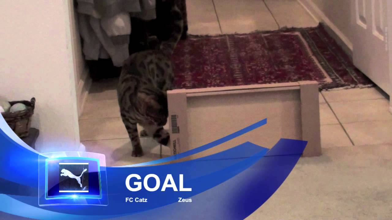 Soccer Cat Scores Goal - YouTube