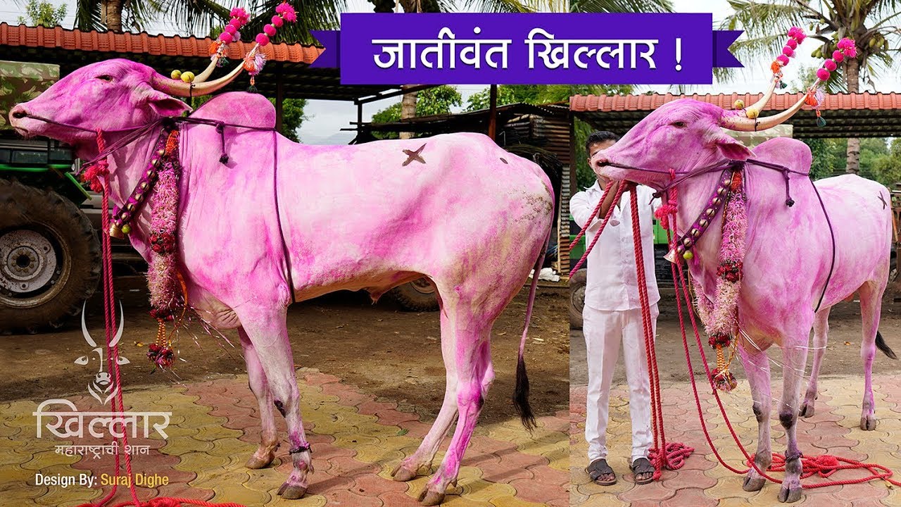 Khillar Maharashtrachi Shaan । जातिवंत, देखणा, सुंदर खिल्लार । बावधन ...